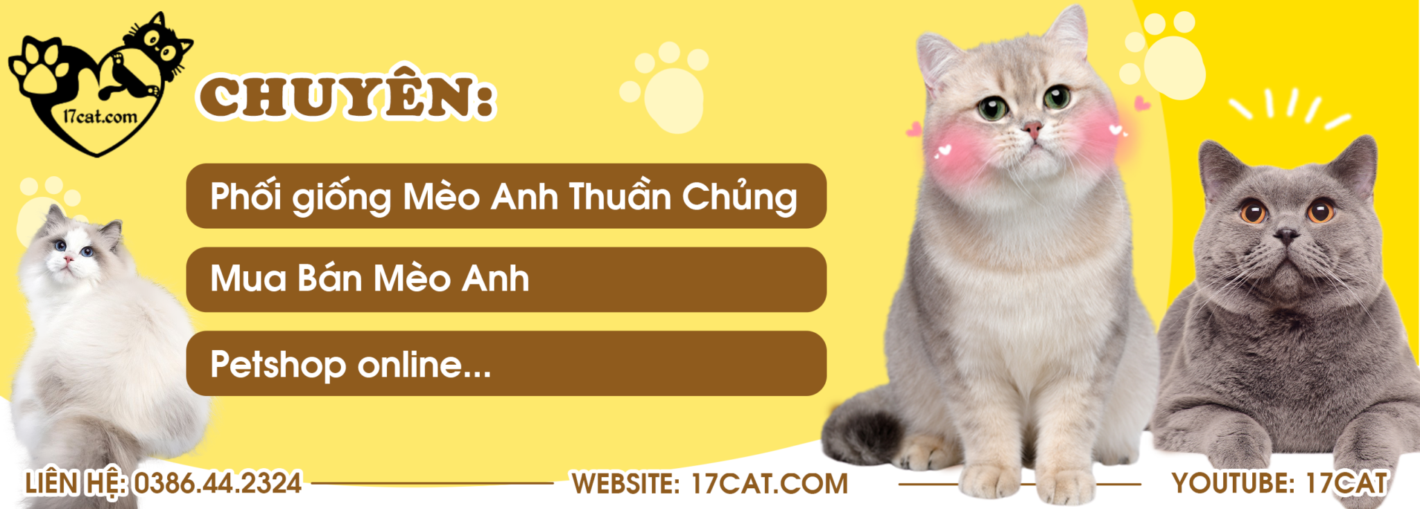 Trang chủ 17cat - 17 Cattery